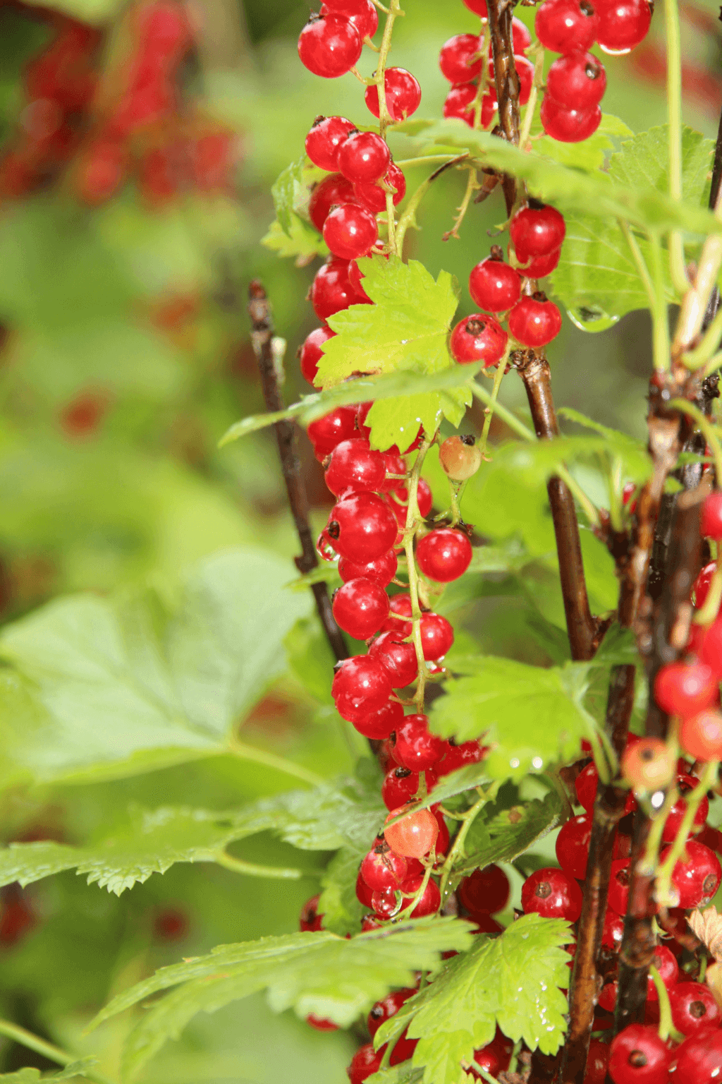 Red Currant: ‘Rovada’ – Ribes rubrum – Darden's Gardens Inc.